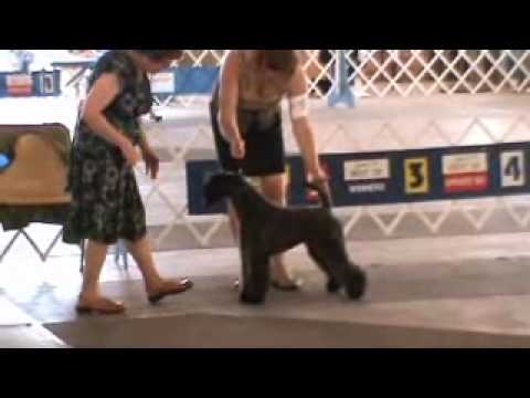 Beltane's Go Ask Alice Of Krisma - Kerry Blue Terrier