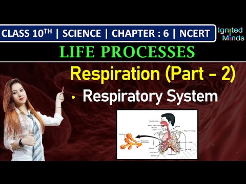 Life Processes- Respiration- 2, Respiratory System- 4 Video Lecture - Class 10