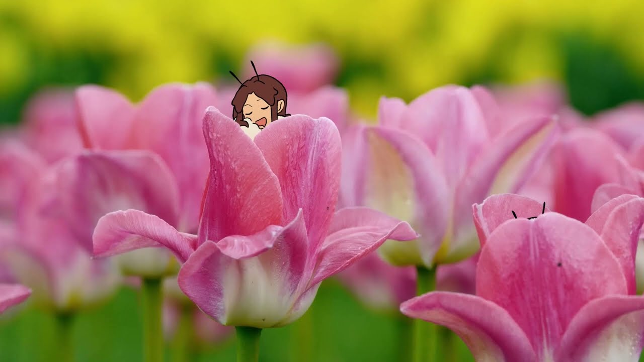 After Effects Tracking Assignment