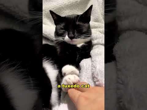 What your cat's breed says about you,? #cat