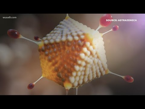 Verify: There is no fetal lung tissue in the AstraZeneca vaccine