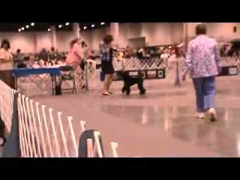 Krisma's Pay It Forward - Kerry Blue Terrier