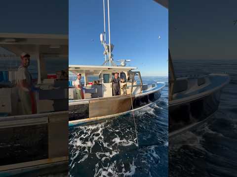 Scoping out the comp while Maine Lobster Fishing! #maine #lobster #fishing #ocean #nature #shorts
