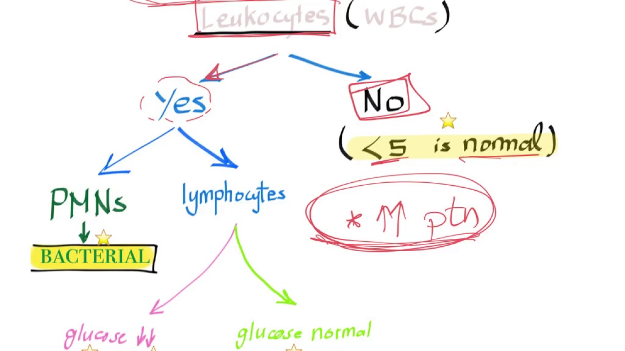 CSF analysis in meningitis algorithm; when Lumbar puncture is necessary