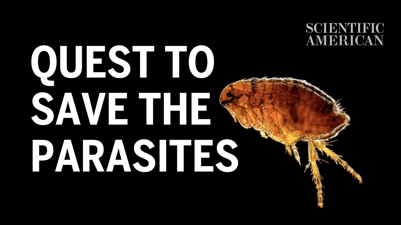 Some Scientists Are Racing to Save Parasites. Why?