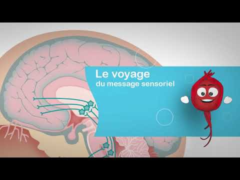 le voyage du message sensoriel