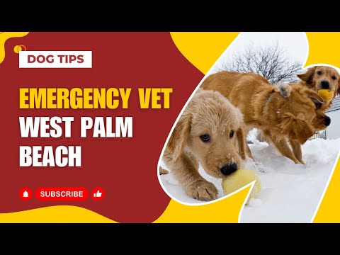 Top 5 Reasons to Choose West Palm Beach Emergency Vet