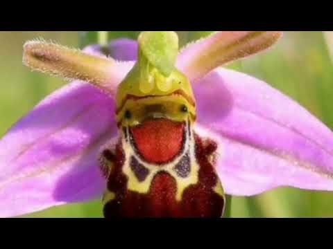 THE BEAUTY OF FLOWERS AND IT'S MEANING