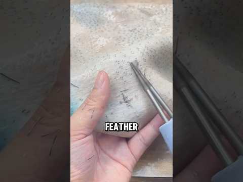 Efficient Electric Poultry Feather Plucker, A Step-by-Step Guideπ
π
#wildanimalfacts #facts