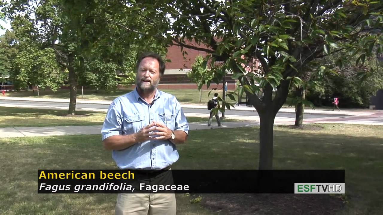 Trees with Don Leopold - American beech