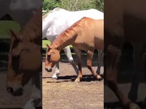 Horse First Time Meeting 2022 । Managing Mixed Gender Herds