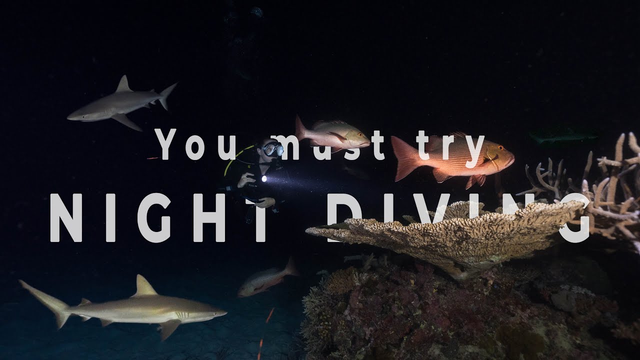 Your Ultimate Night Diving Guide: Dive into Darkness!