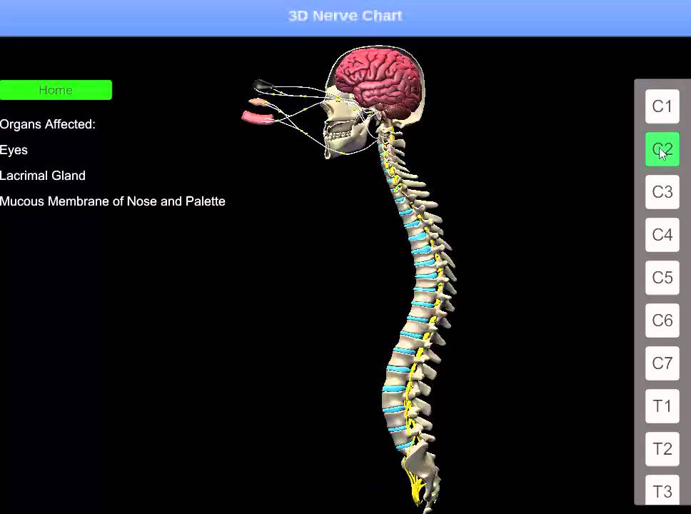 Interactive 3D Nerve Chart