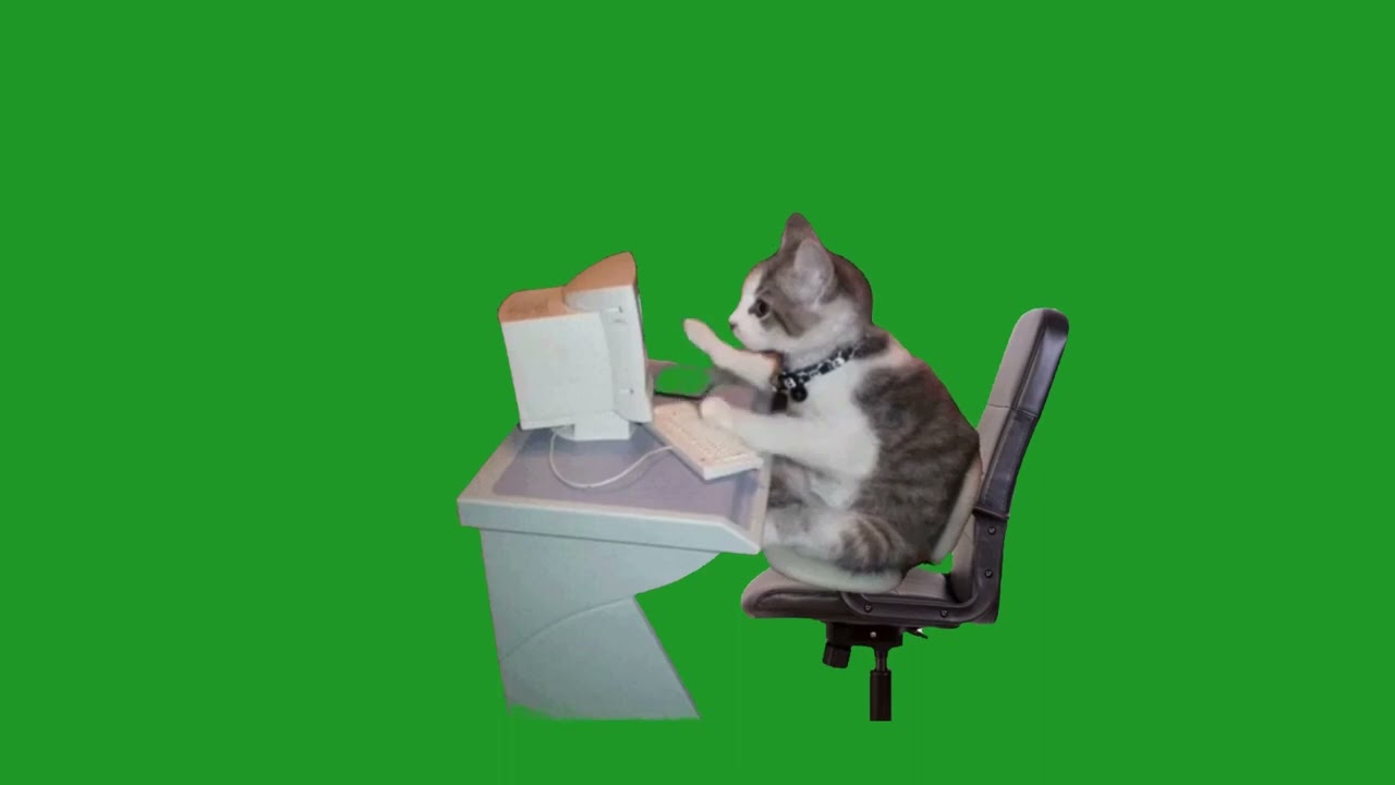 Cat Typing Meme | Green Screen HD
