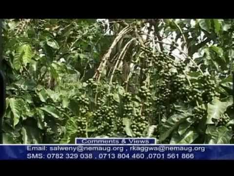 MIXED FARMING IN UGANDA | FARMING