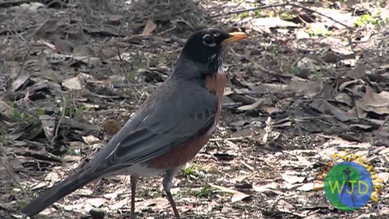 A robin's secret strategy