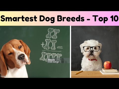 Top 10 Smartest Dog Breeds Ranked!