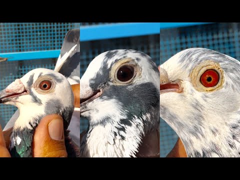 Top Performer Racing Pigeons eye Signs 2021