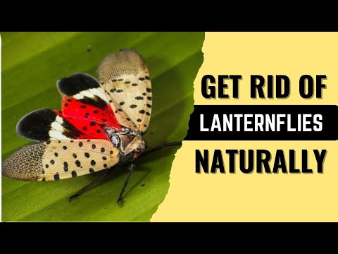 How To Get Rid Of Lanternflies Naturally??Quick Home Solutions