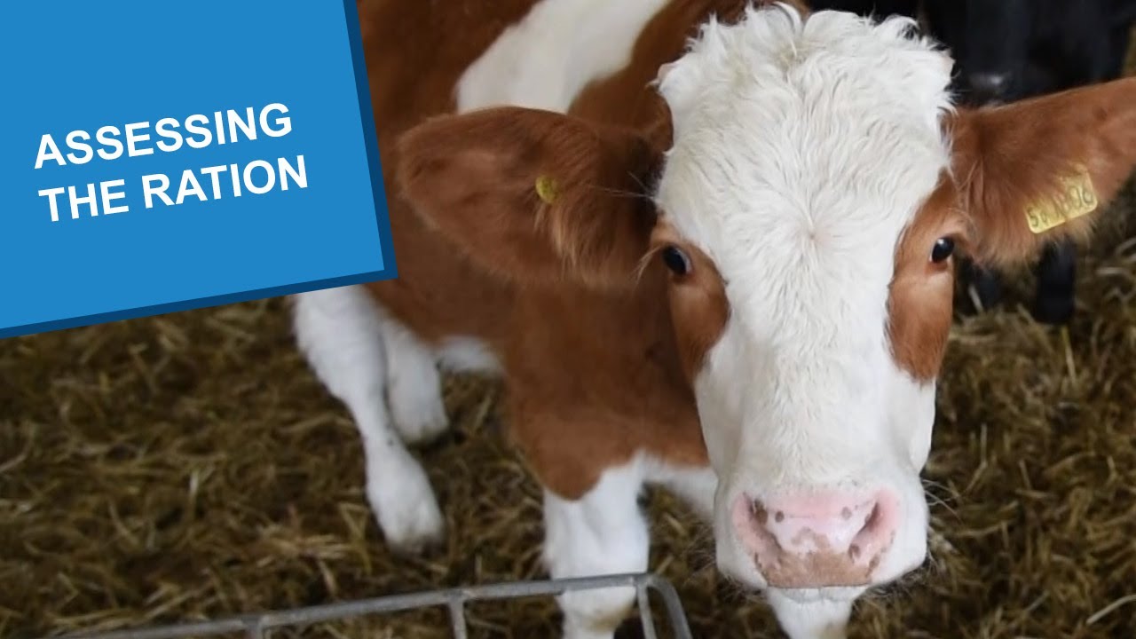 Forages and Feeds: Assessing The Ration