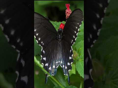 Entomology and Insects - Pipevine Swallowtail #insects #insectdiversity #butterfly #lepidoptera