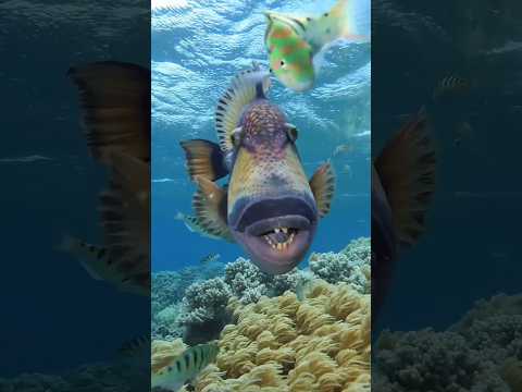 Triggerfish | Titan of the Reef