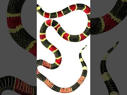#snake #serpiente#spanish #español #newdayspanish #newdaylanguage #newday