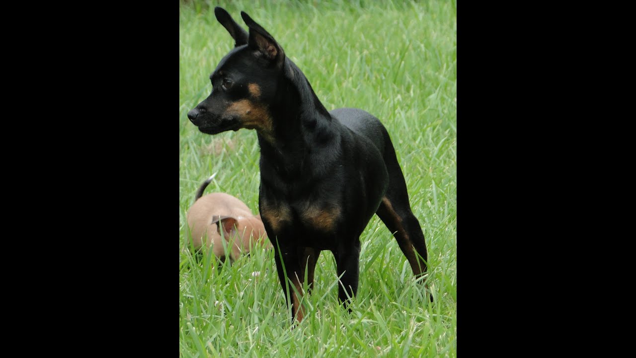 Roxy, a 2 year old Min Pin looking for her forever home