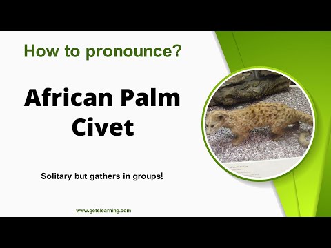 How to pronounce (African Palm Civet) Correctly in English