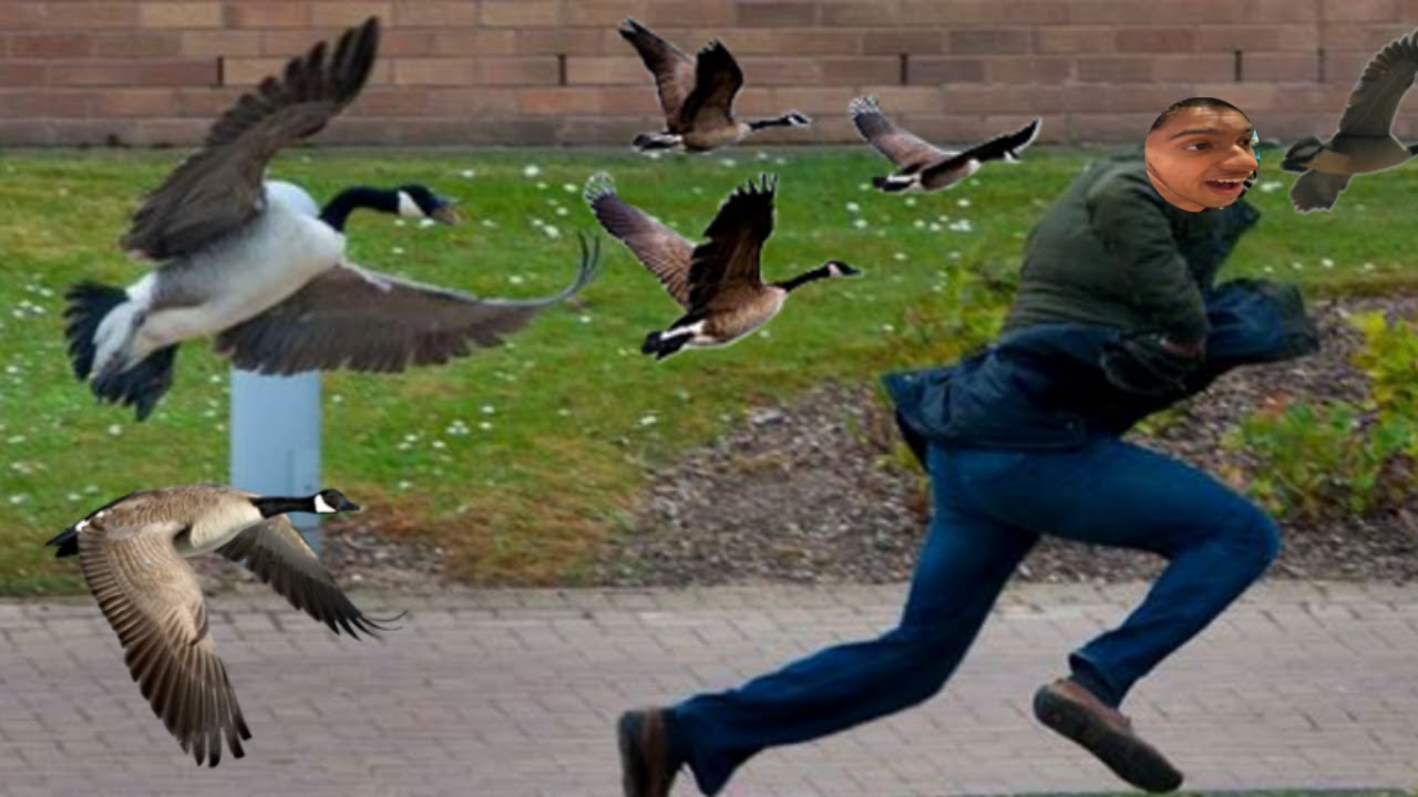 Crazy Canadian Geese Attack!