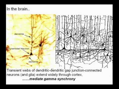 Quantum Processes in the Brain: Orchestrated Objective Reduction ...