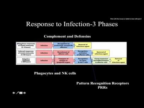 Immunology: the alternative pathway of complement activation