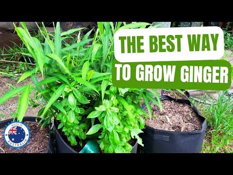 The Best Way to Grow Ginger In Pots at Home In Australia