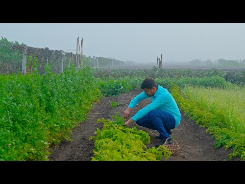 Indian Village Breakfast Cooking | Nikunj Vasoya | Pakhri and Chataniyu BECS S5E5