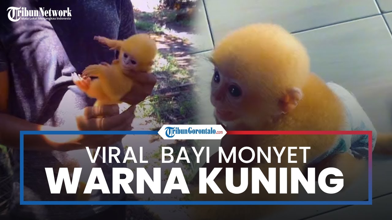 Viral Video Penemuan Bayi Monyet Unik Berwarna Kuning di Kebun, Begini ...