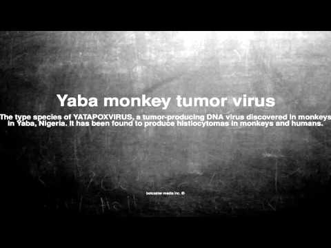 Medical vocabulary: What does Yaba monkey tumor virus mean