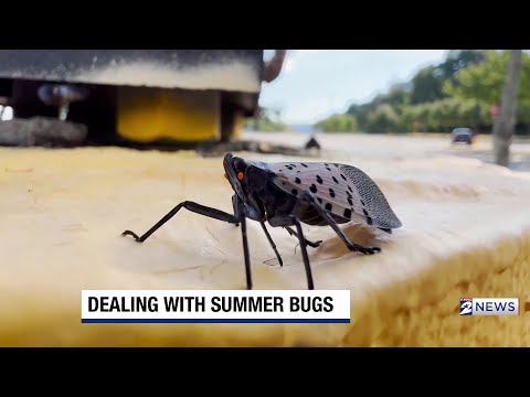 Muggy And Buggy: Insect Swarms Spread Across The US