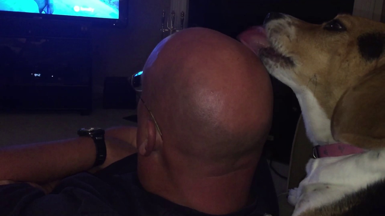 Licking beagle. Anna