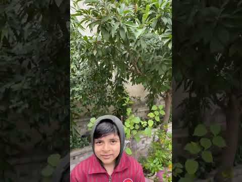 Let's Learn English | Fruits' names : Sapota, Zapota or Sapodilla | English for Kids by Kids