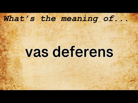Vas Deferens Meaning : Definition of Vas Deferens