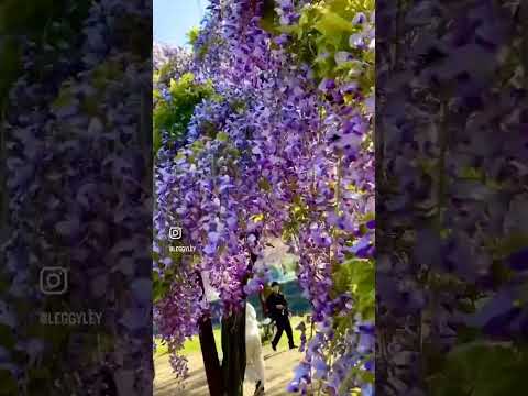 Japanese Wisteria Fuji #wisteria #springflowers