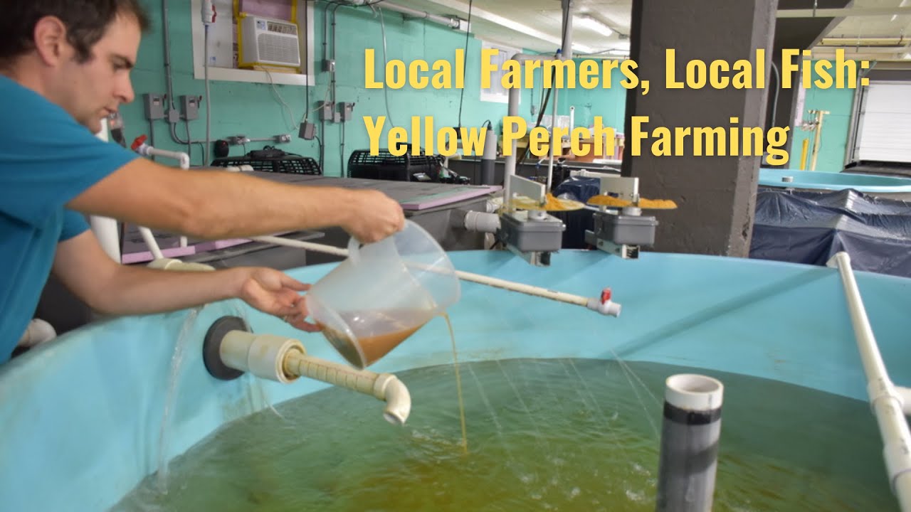 Yellow Perch Farming