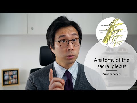Anatomy of the Sacral Plexus - Audio Summary by Dr. Christopher See