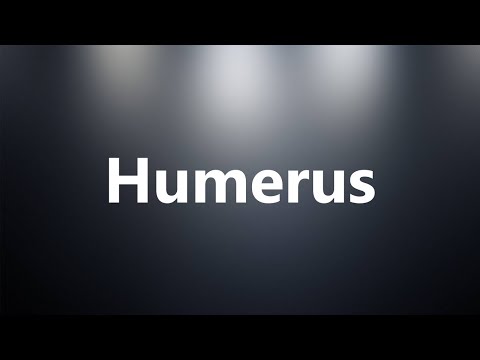 Humerus - Medical Definition and Pronunciation