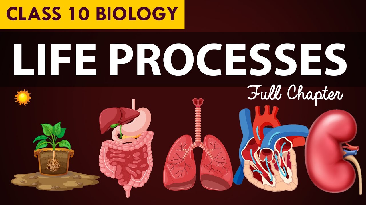 Understanding Life Processes: A Comprehensive Guide for Class 10 ...