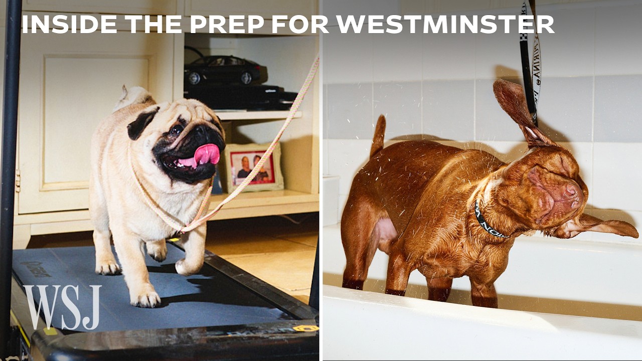 How a Pro Dog Show Handler Meticulously Preps for Westminster | WSJ