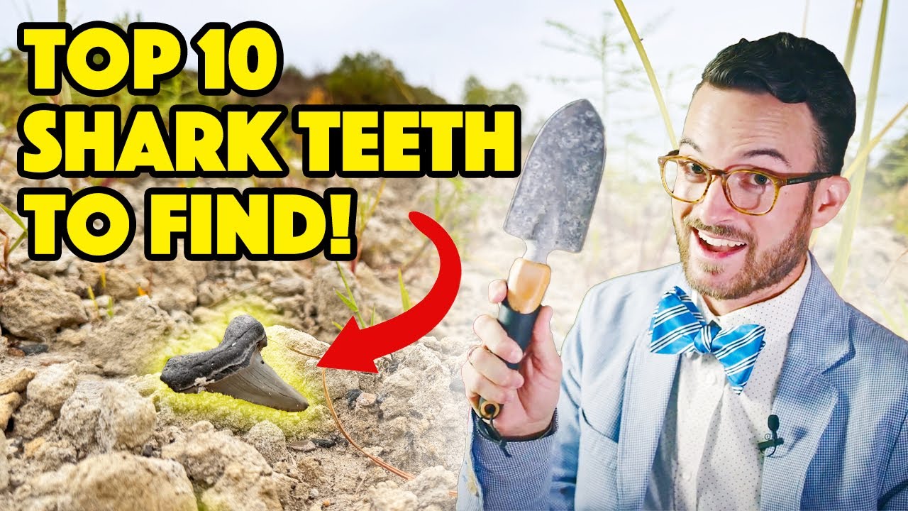 Top 10 SHARK TEETH You Can Find! (Professional Level Identification!)