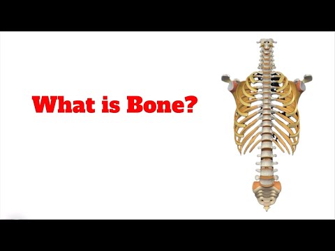 What is Bone? | Everything You Need to Know!