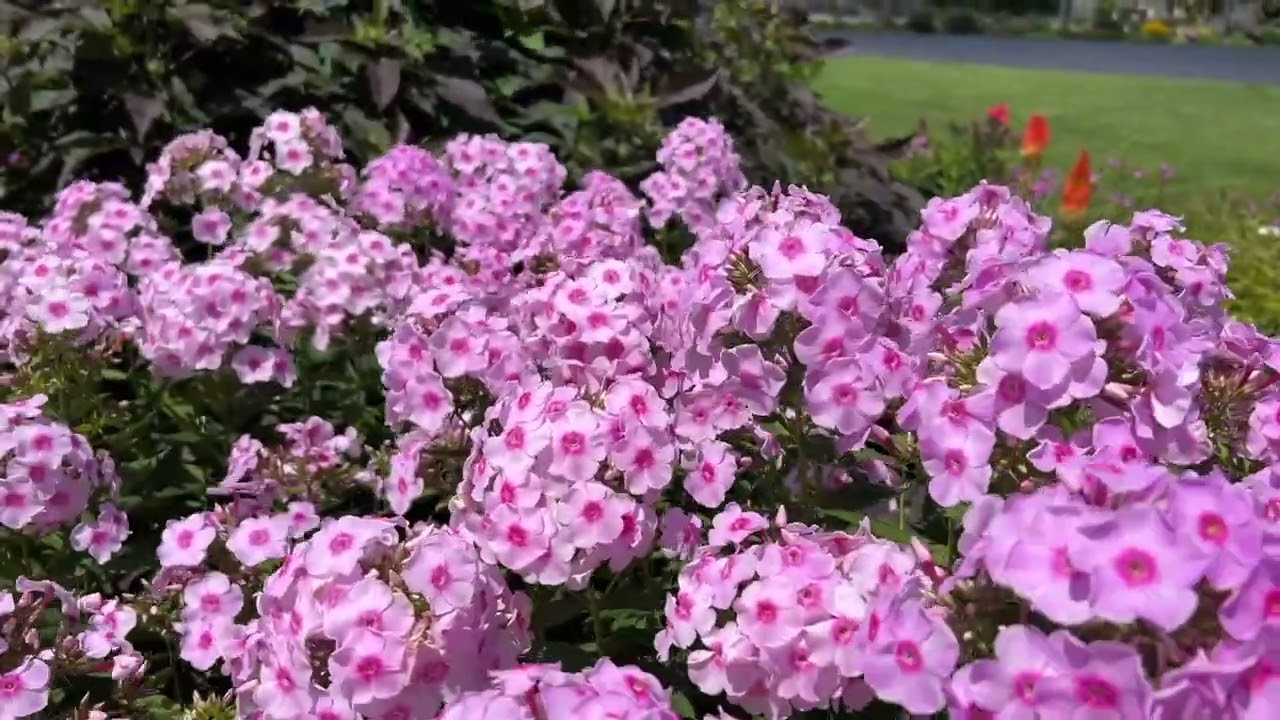 Luminary Opalescence Phlox