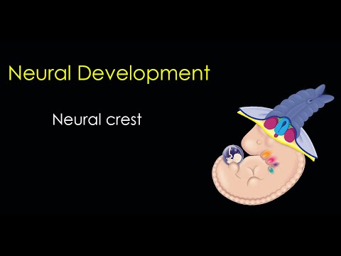 Nervous System Development Part 3: The Neural Crest